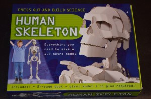 Bone Study {Anatomy and Physiology} - ANGELICSCALLIWAGS