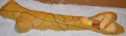 Bone Study {Anatomy and Physiology} - ANGELICSCALLIWAGS