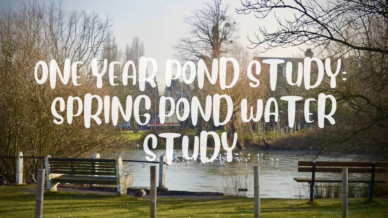 Spring Pond Water Study {Pond Study: Week 7} - ANGELIC SCALLIWAGS