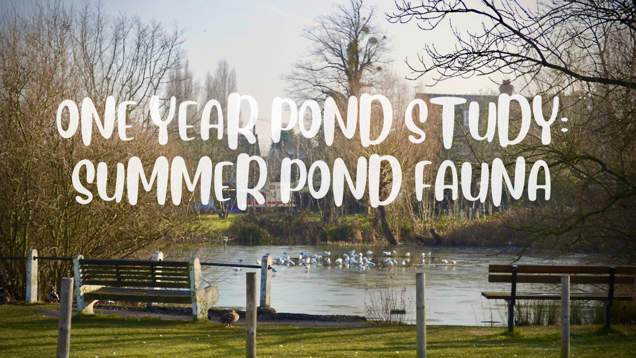 Summer Pond Fauna {Homeschool Pond Study - Week 17} - ANGELICSCALLIWAGS