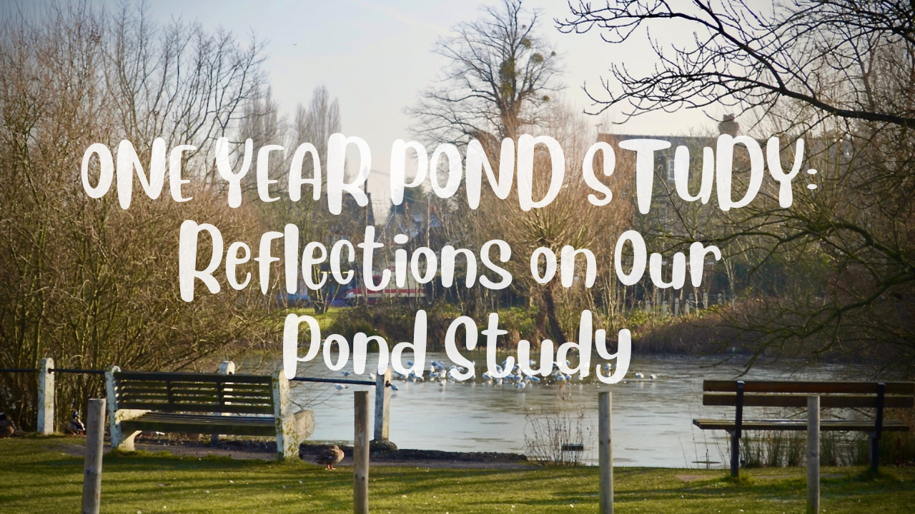 Reflections on Our Pond Study - ANGELIC SCALLIWAGS