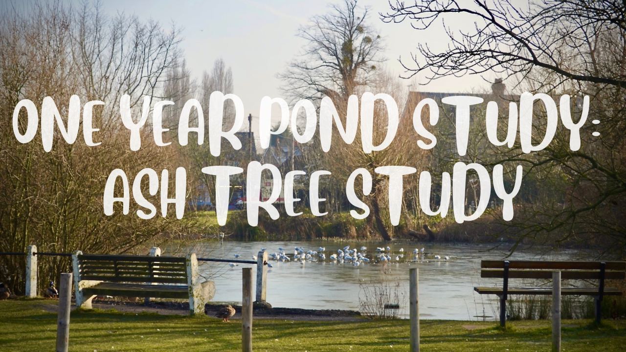 Pond Study: Ash Tree Study {Week 3}