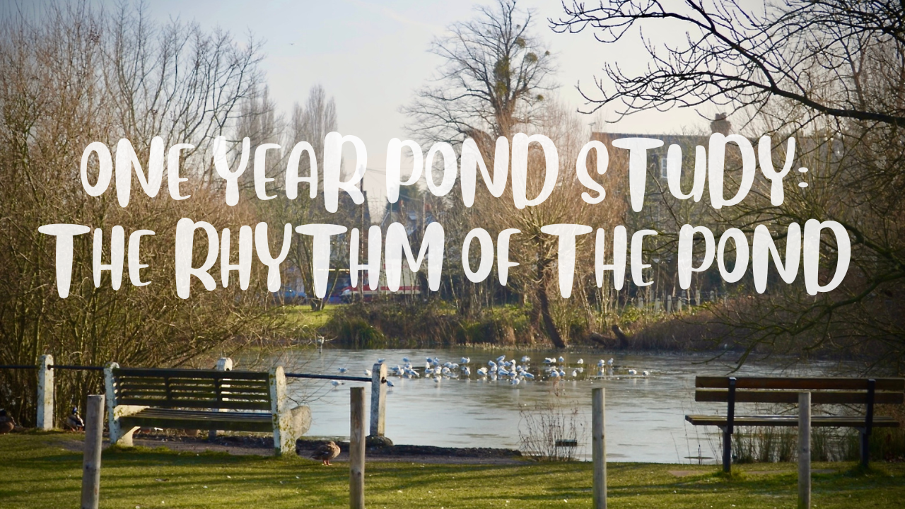 The Rhythm of the Pond {Pond Study - Week 13} - ANGELICSCALLIWAGS